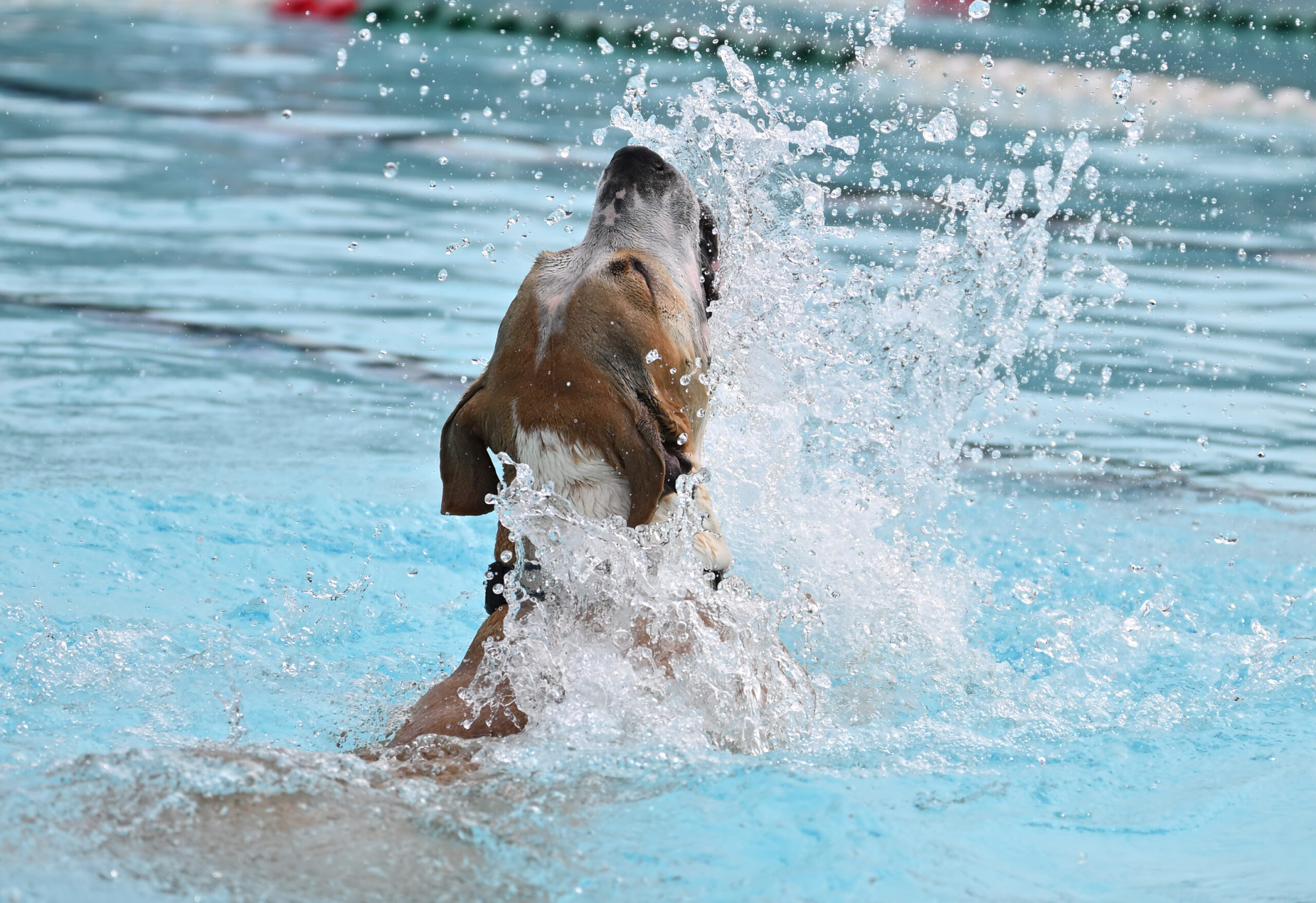 2022 Dog Swim | South Riding