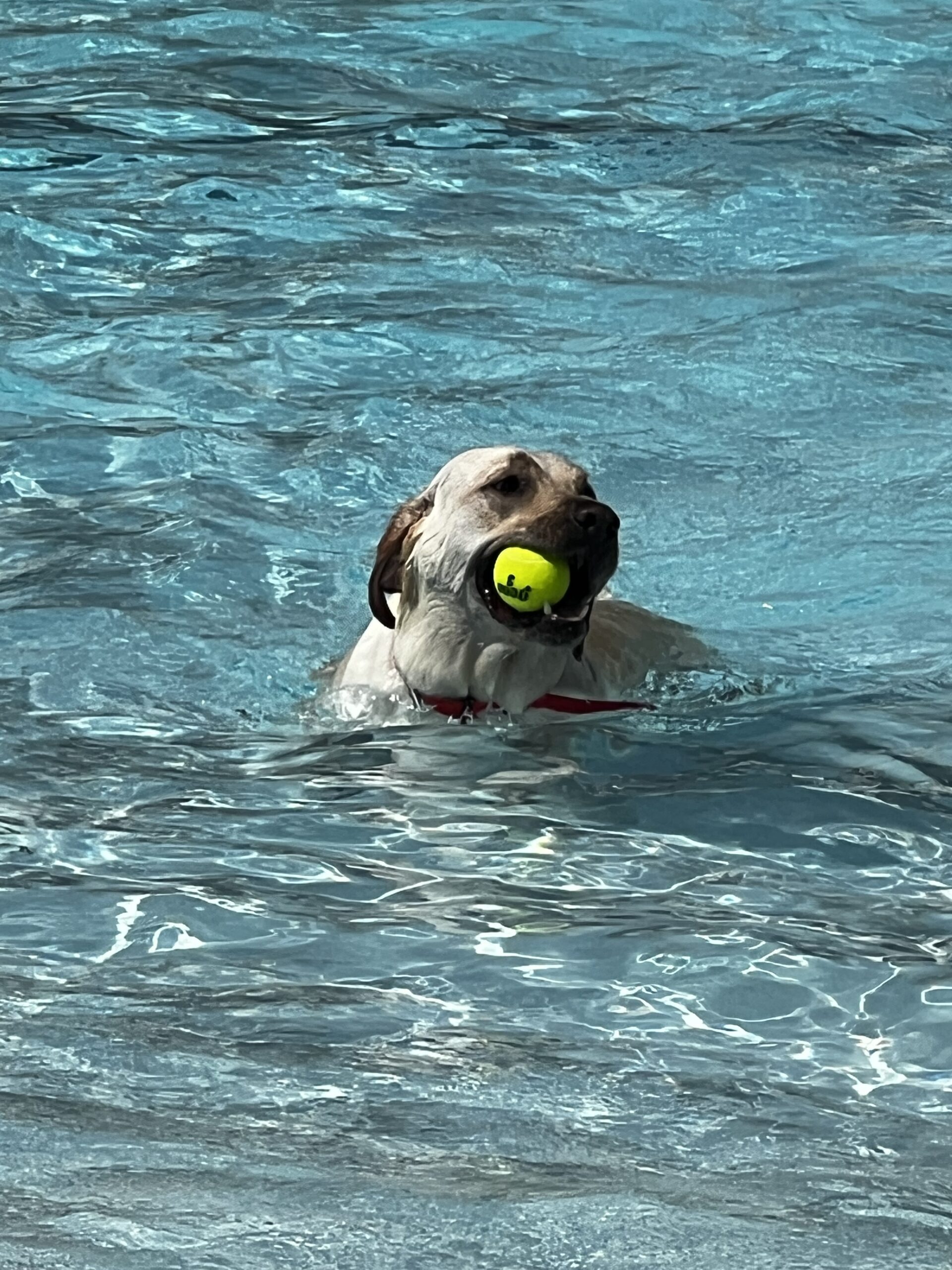 2023 Dog Swim | South Riding